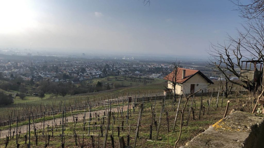 Schneider | Liquid Library