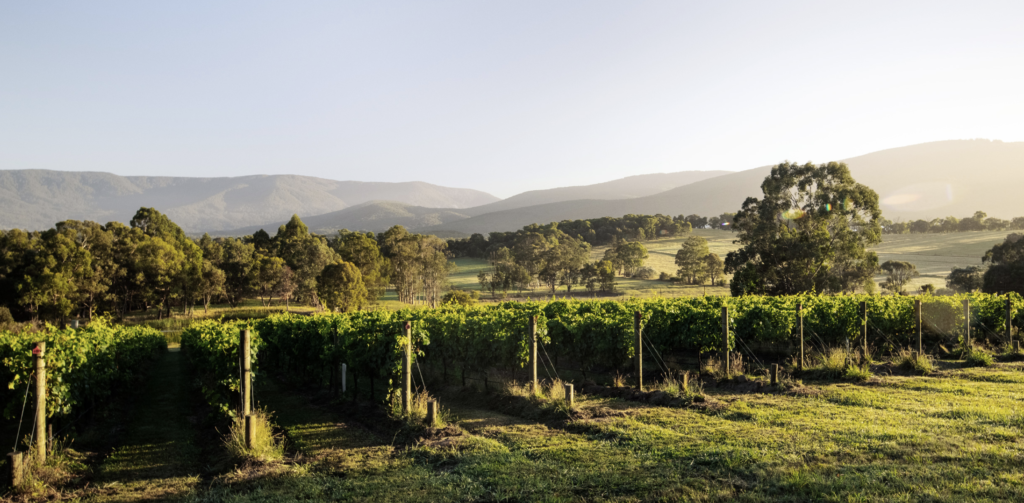 Mac Forbes | Liquid Library