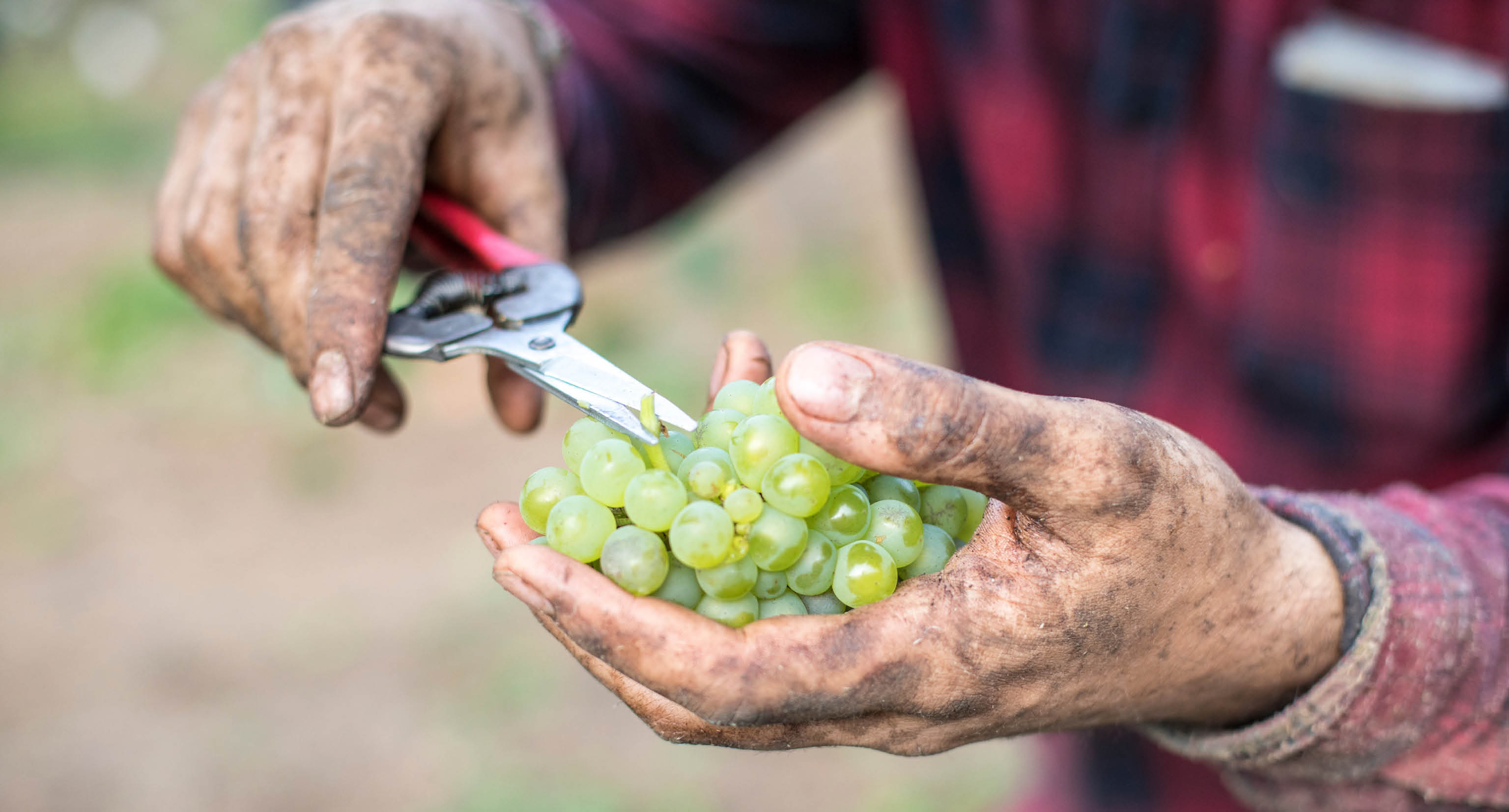 Liquid Library | independent boutique wine and craft spirits wholesaler ...